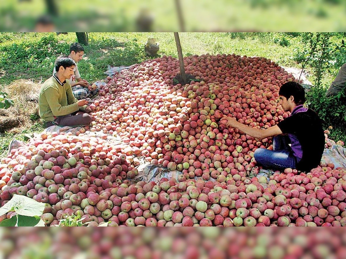 Apple Harvesting in Kashmir - Apple season in Kashmir - Tripmore